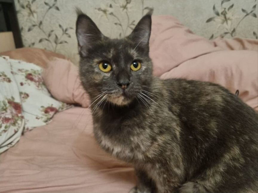 Кошка в дар бесплатно