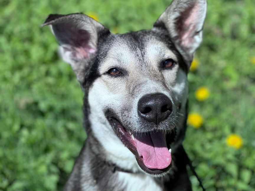 Красавчик Гуффи из приюта в поисках любящей семьи