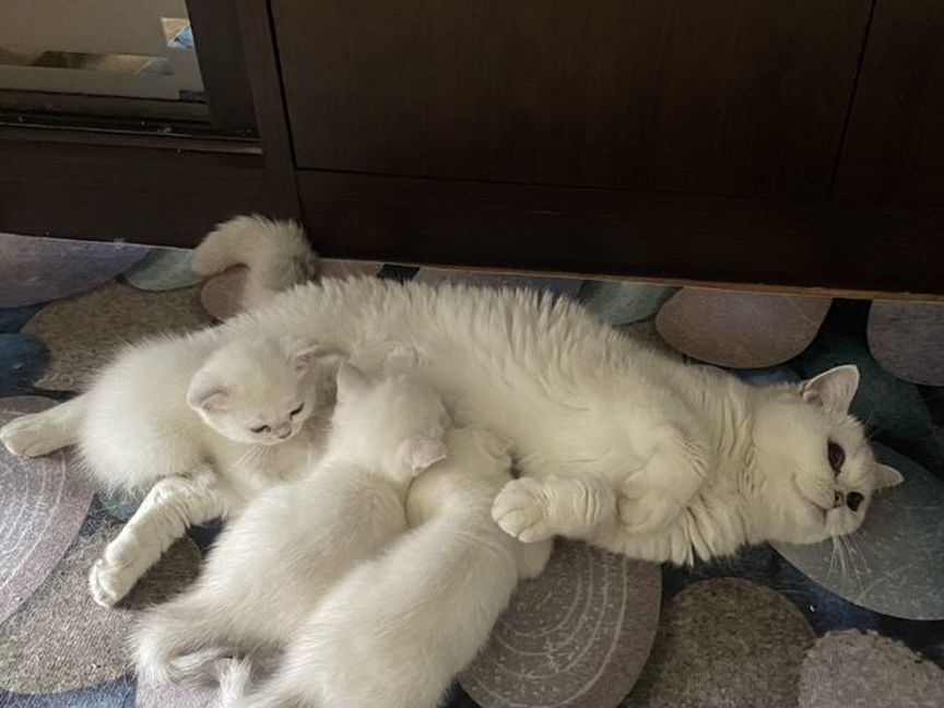 Британские котята серебристая шиншилла