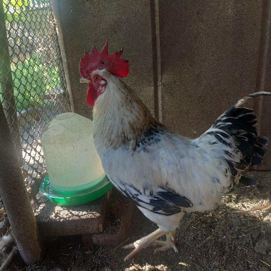 Молодые петухи доминант