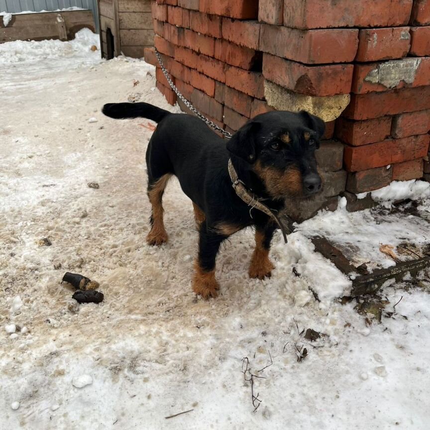 Ягд терьер