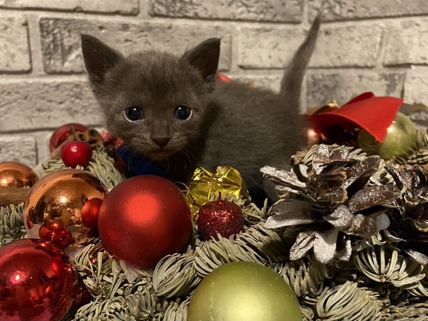 Котенок мальчик голубой сфинкс Арес