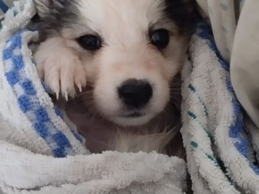 Собака в добрые руки