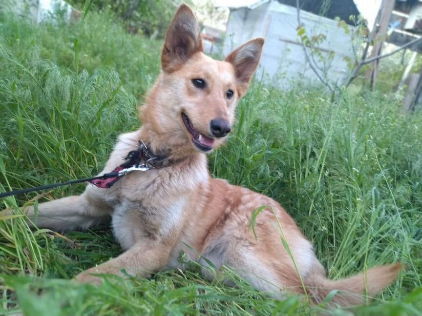 Собака Фионка