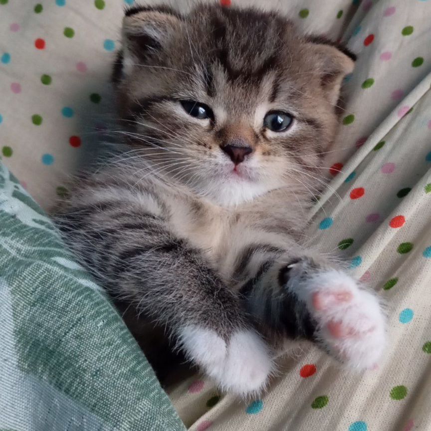 Шотландский котенок