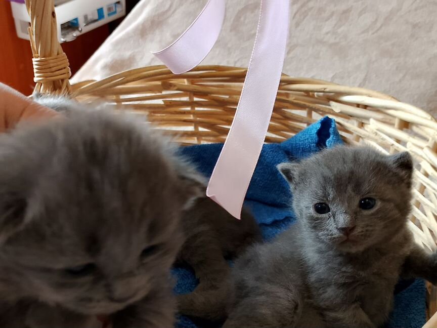 Кошка смесь британской