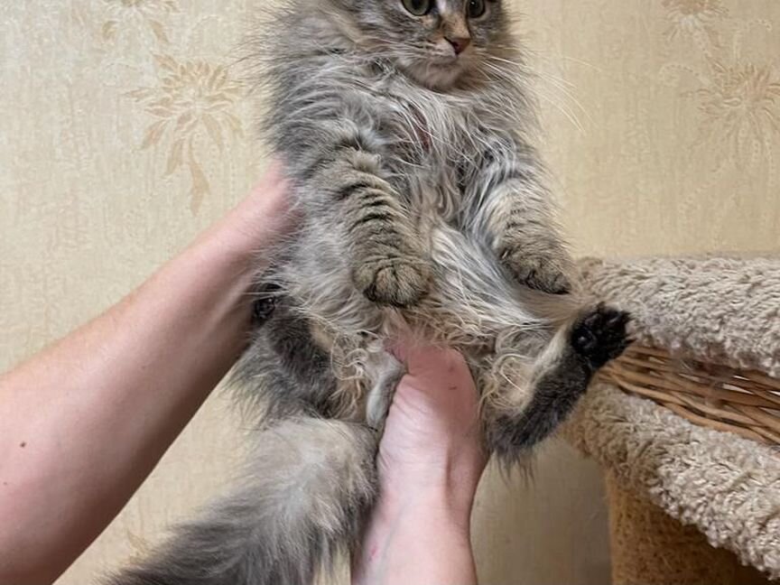 Сибирский котик