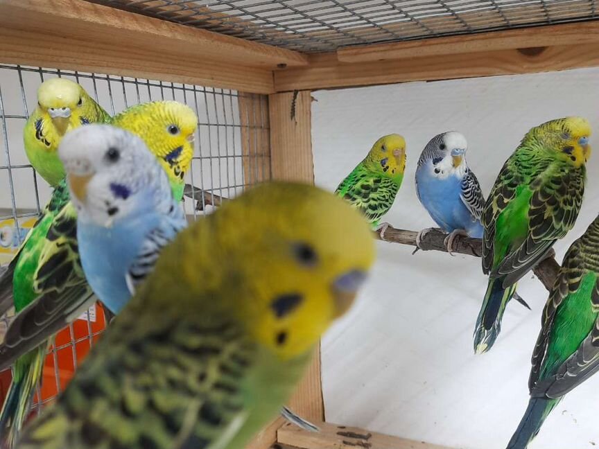 Волнистый попугай