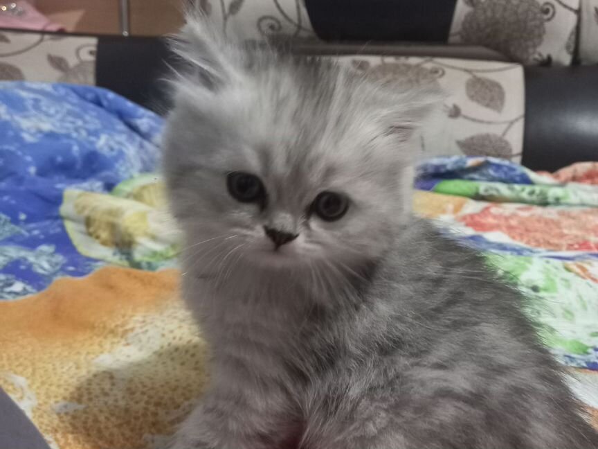 Шотландский котенок