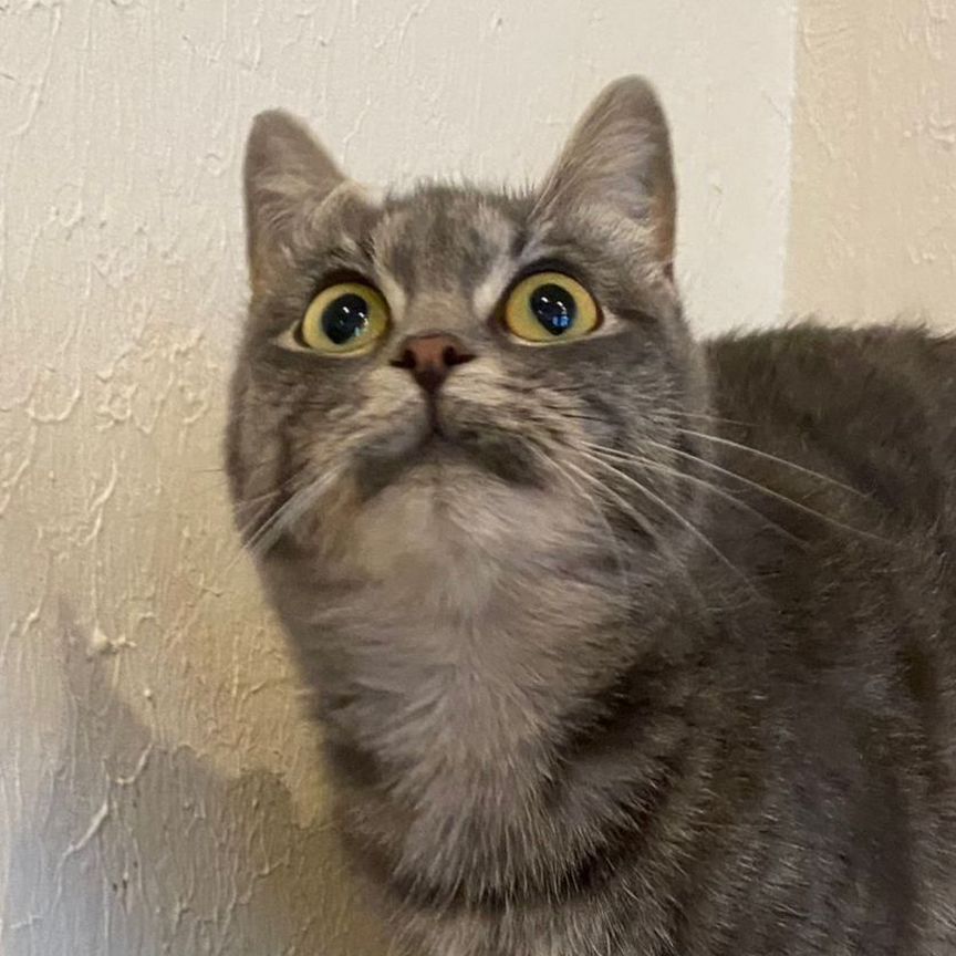 Дымка - красавица в надежные руки