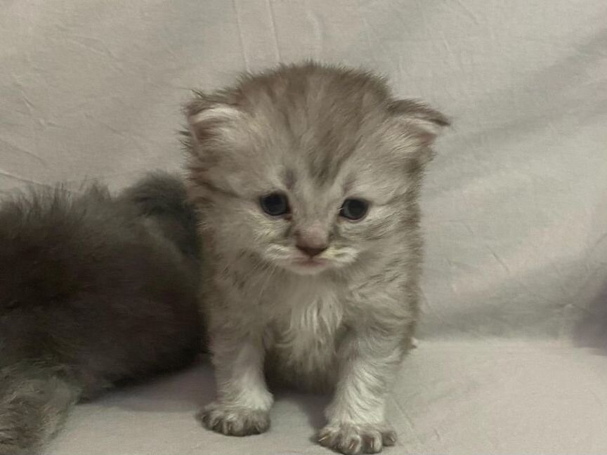 Британские котята