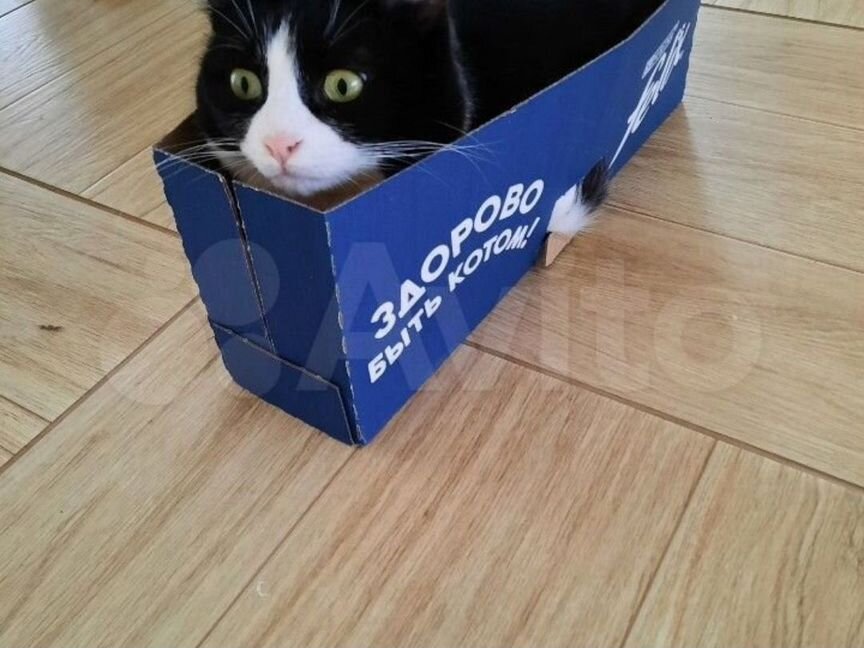 Корм Felix Whiskas Kiteket бесплатная доставка