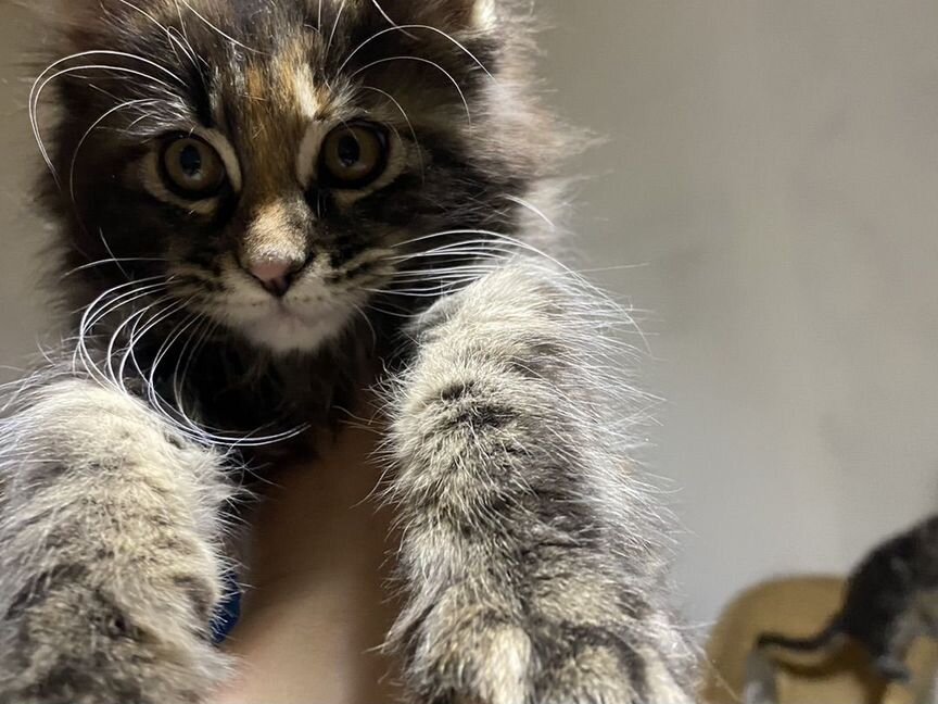 Кошечка