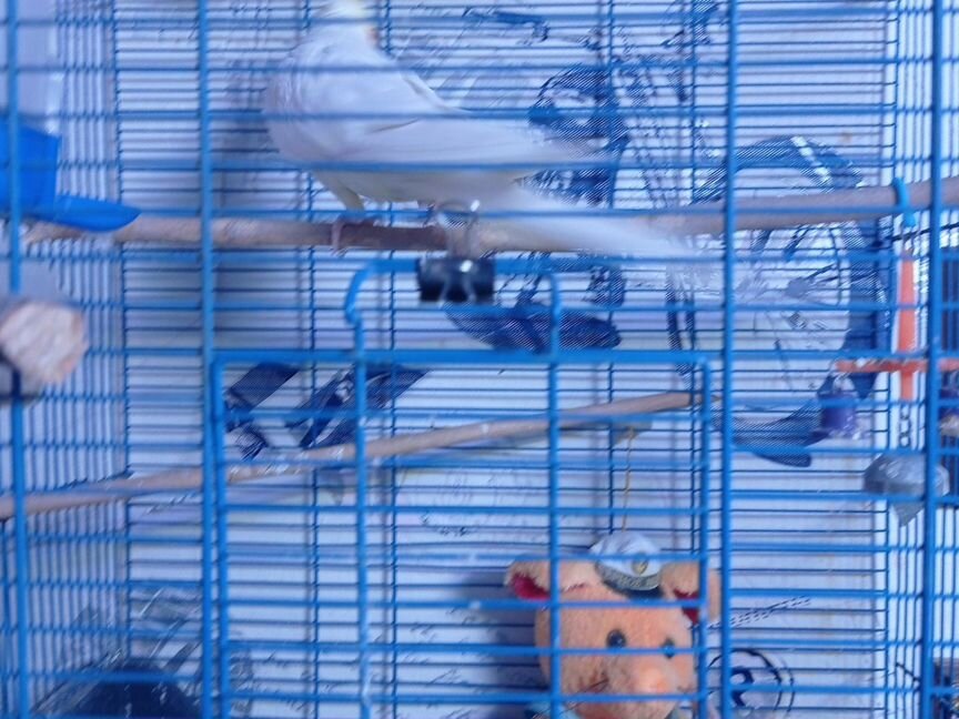 Попугай карелла с клеткой