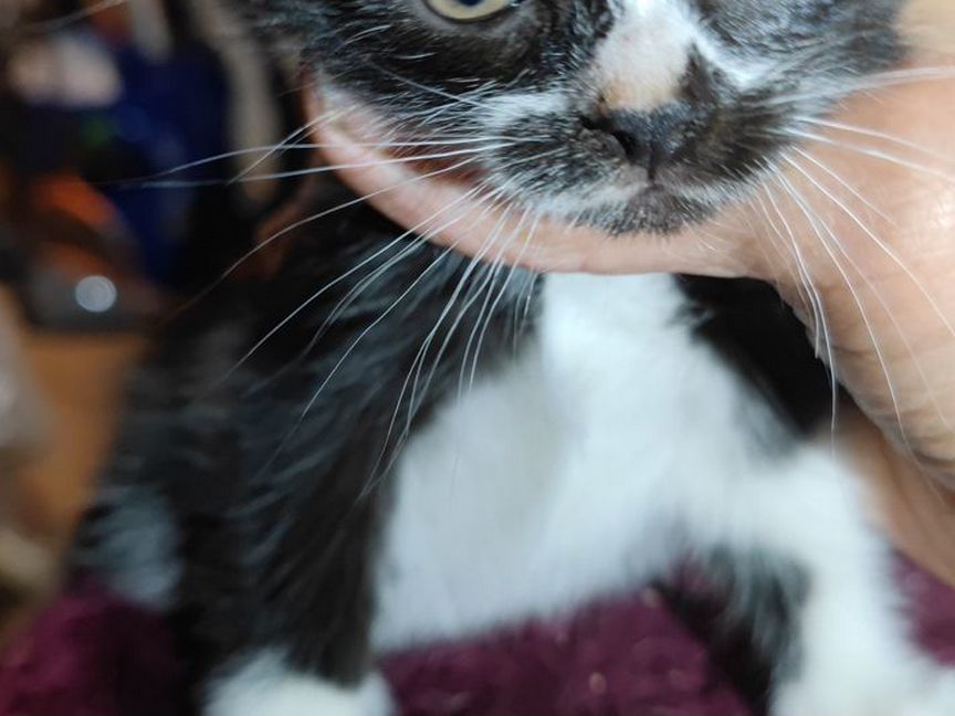 Котенок Котёночек котенок