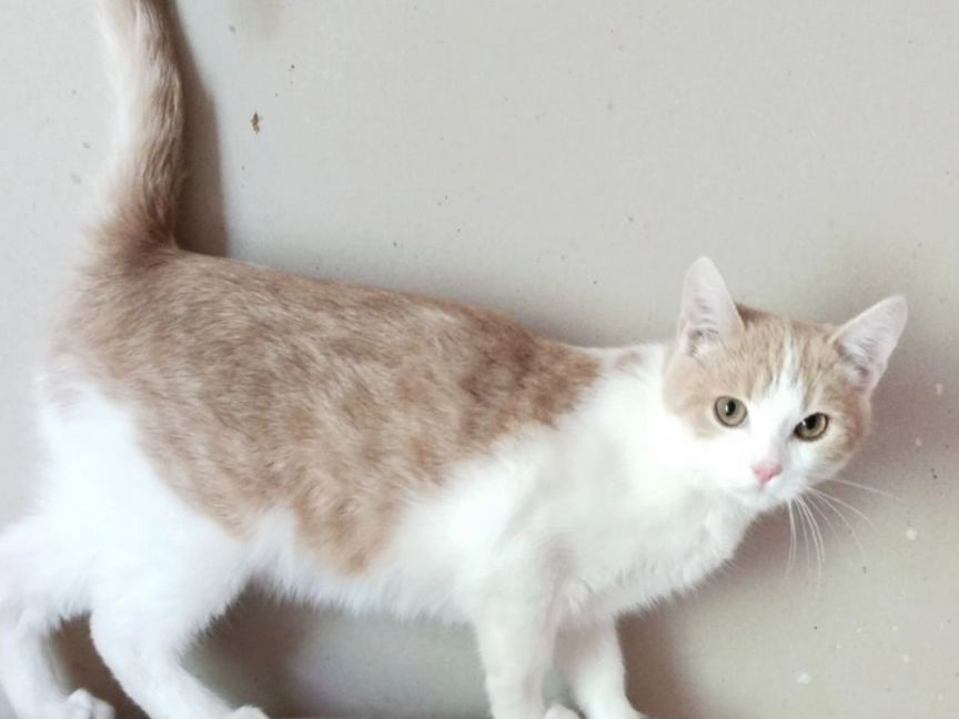 Котик бесплатно