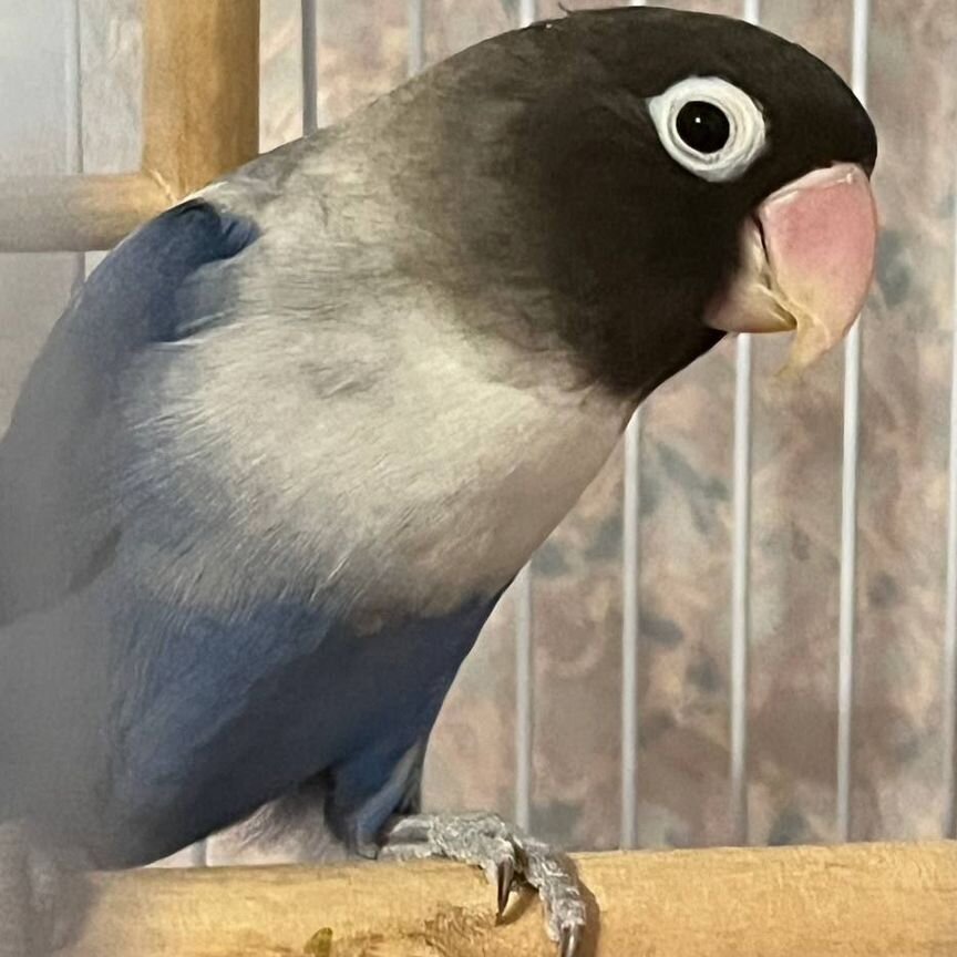 Попугай неразлучник