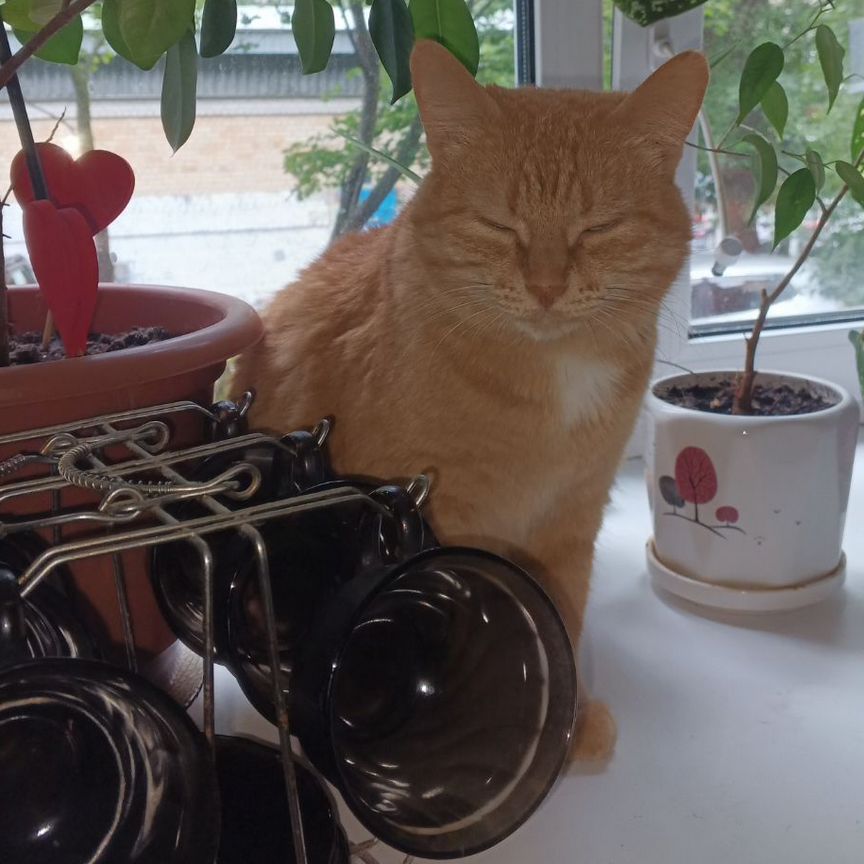 Взрослая кошка в добрые руки