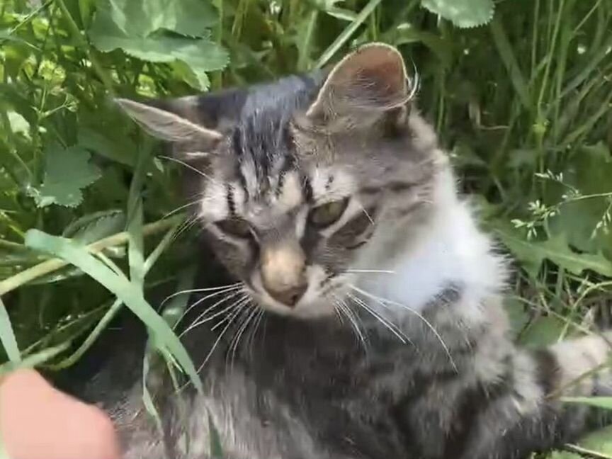 Ласковая девочка на улице