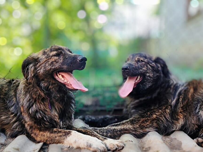 Юные тигрята готовы