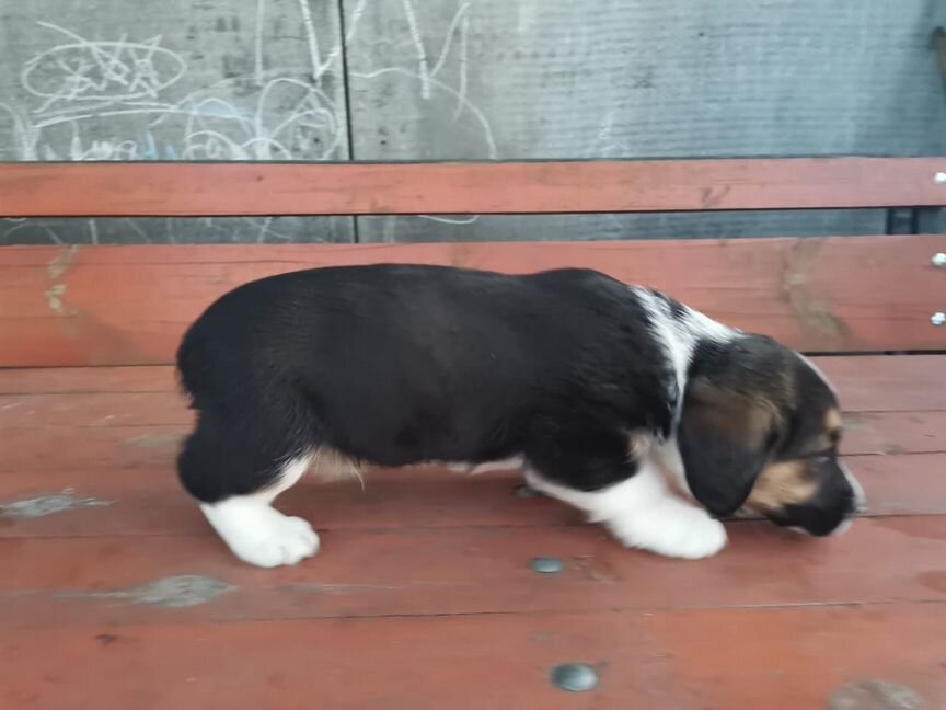 Собака маленькая порода