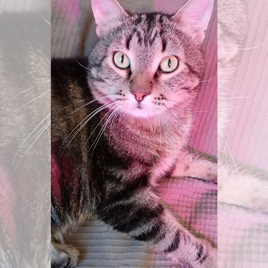Котик особенный