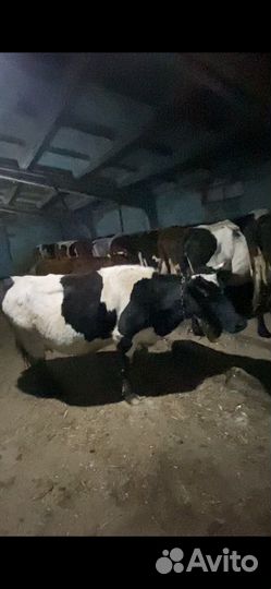 Продажа крс