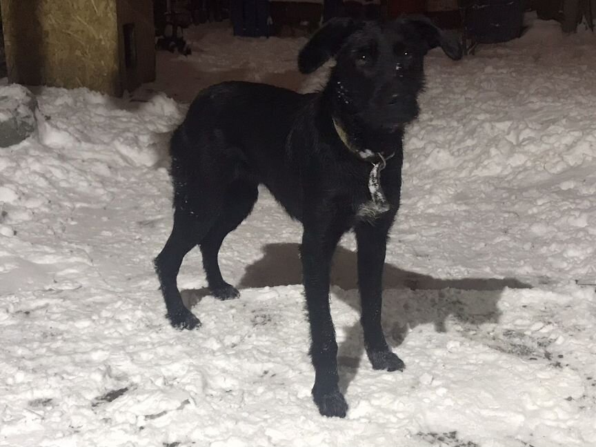 Собака в добрые руки