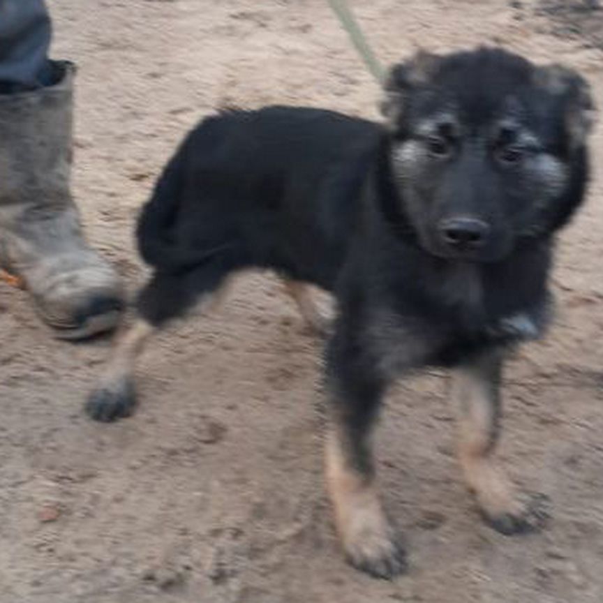 Щенок в добрые руки