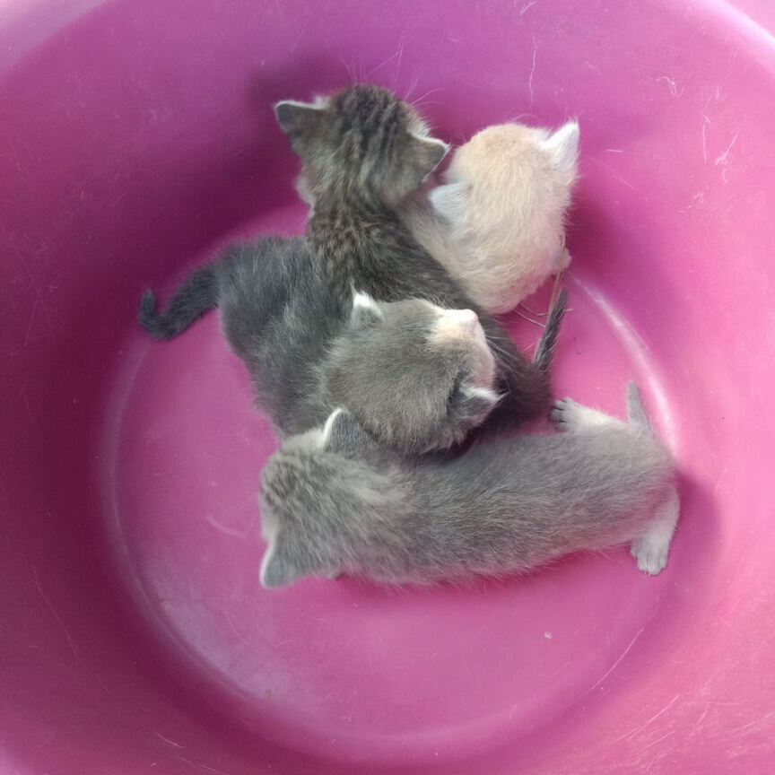 Котята для души