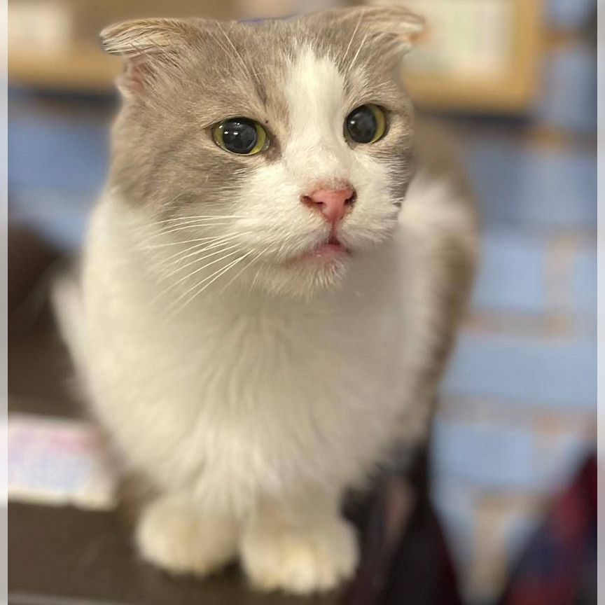 Шотландская вислоухая короткошёрстная кошка, взрослая