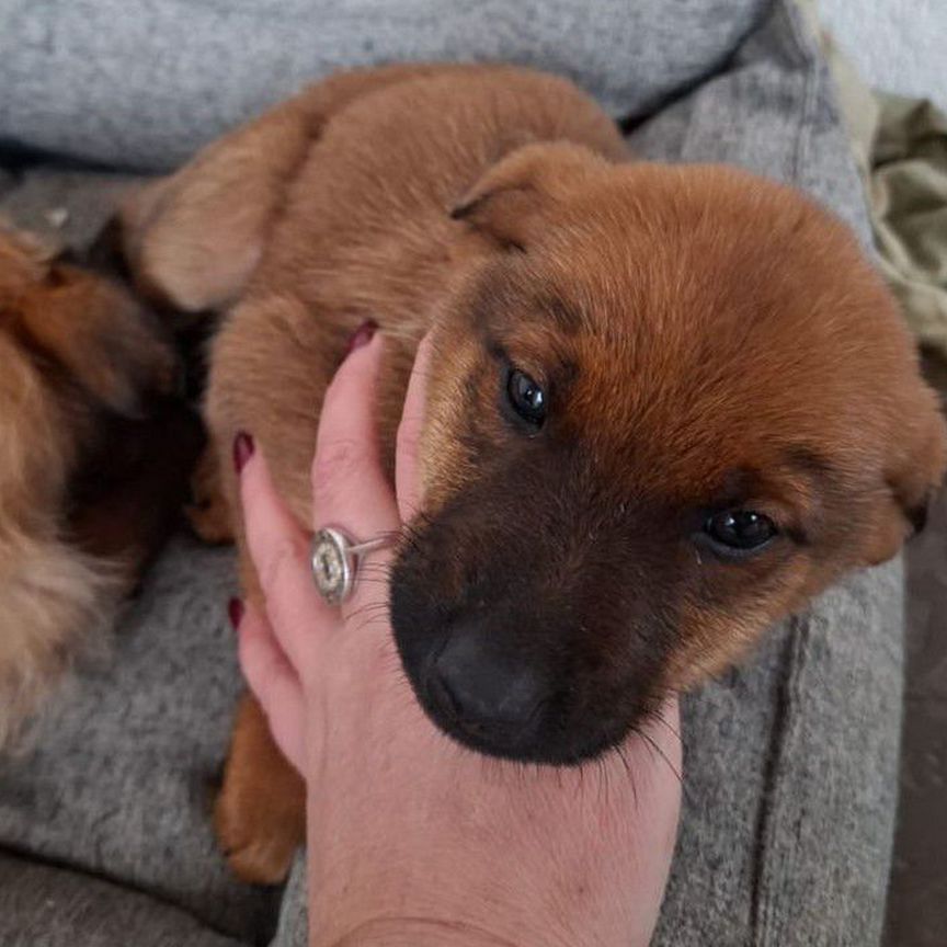 Щенок в добрые руки