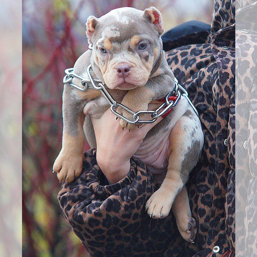 Американский булли, щенок