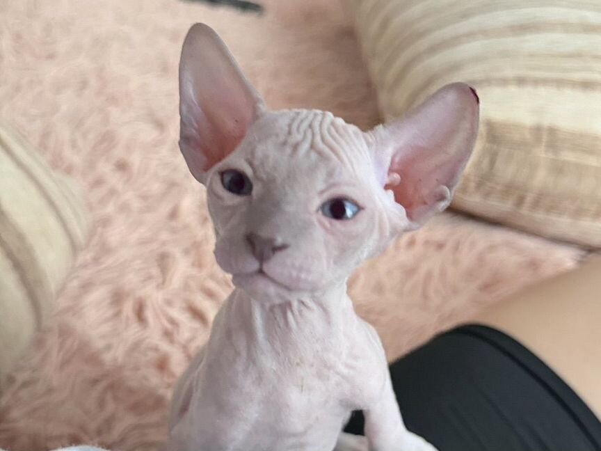 Донской сфинкс