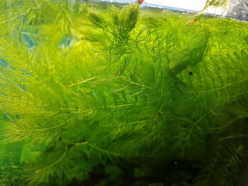 Роголистник в аквариум В Дар