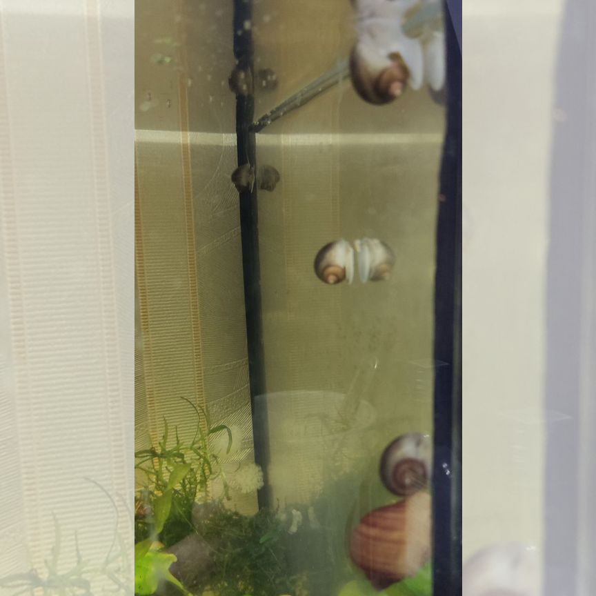 Улитки ампулярии