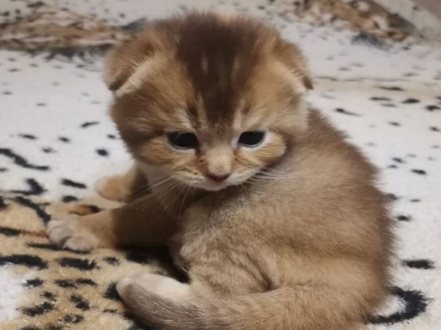 Шотландская