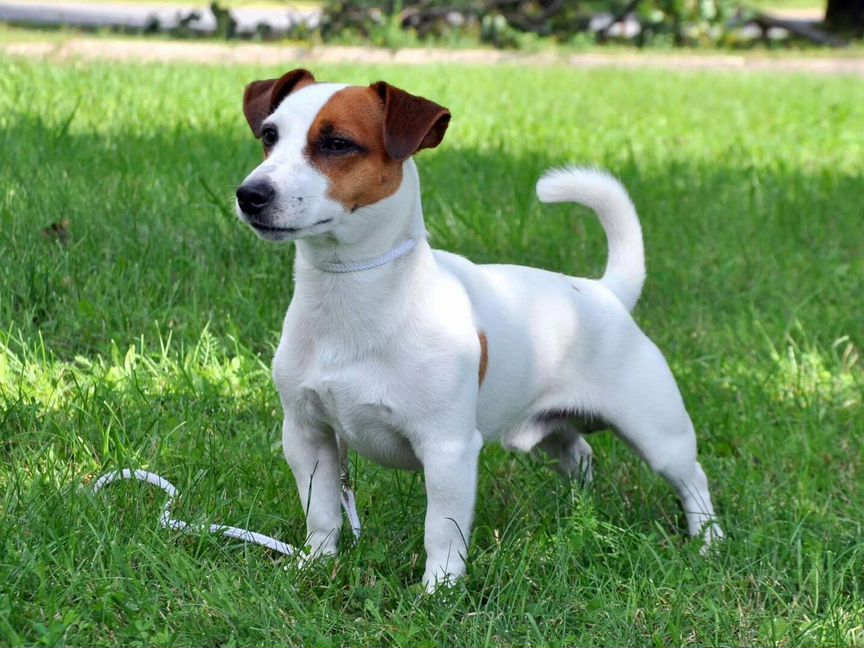 Джек Рассел терьер