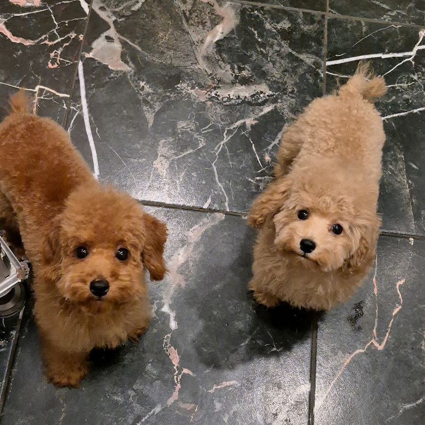 Той-пудель, щенок