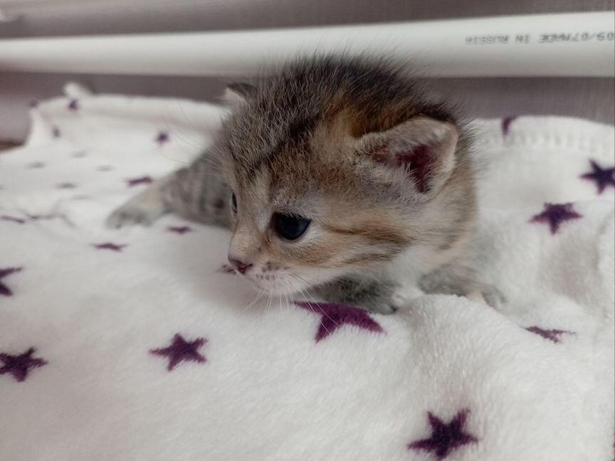 Котенок