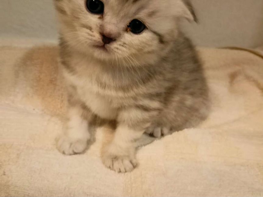 Шотландские котята