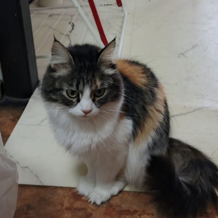 Кошечки бесплатно добрые руки