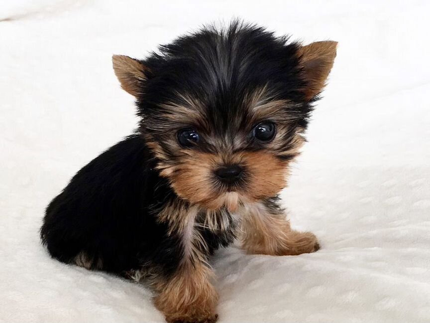 Йоркширский терьер щенки