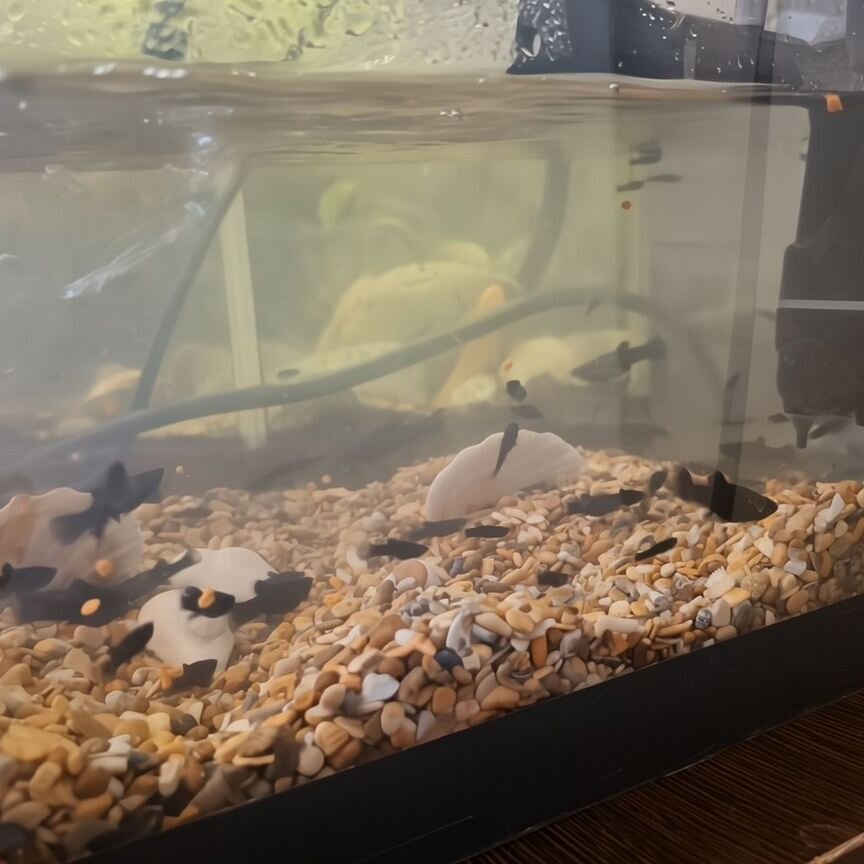 Моллинезия черная