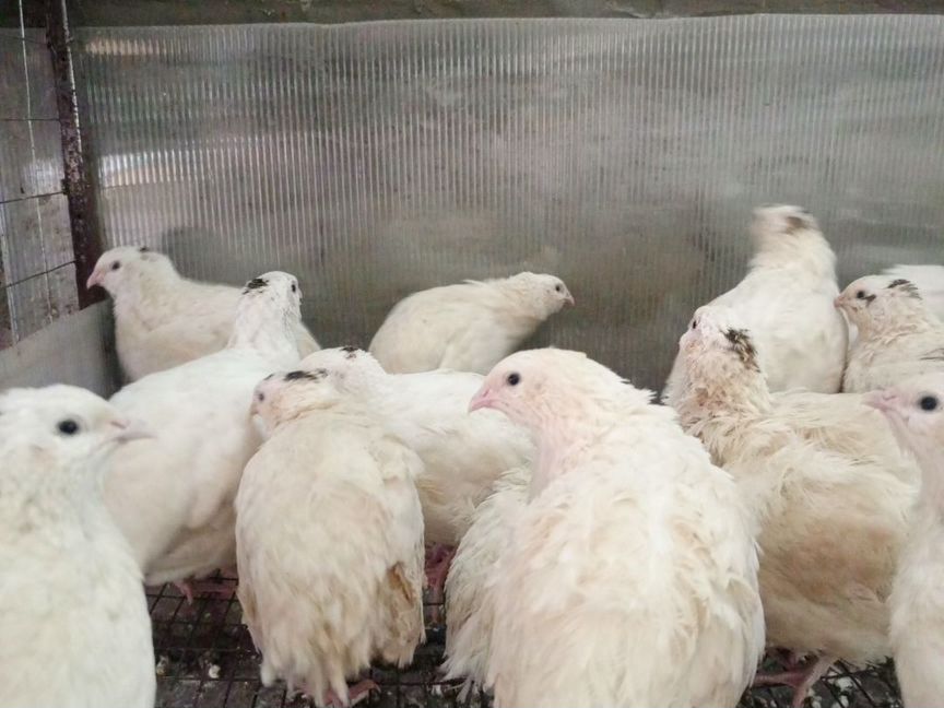 Перепела петушки