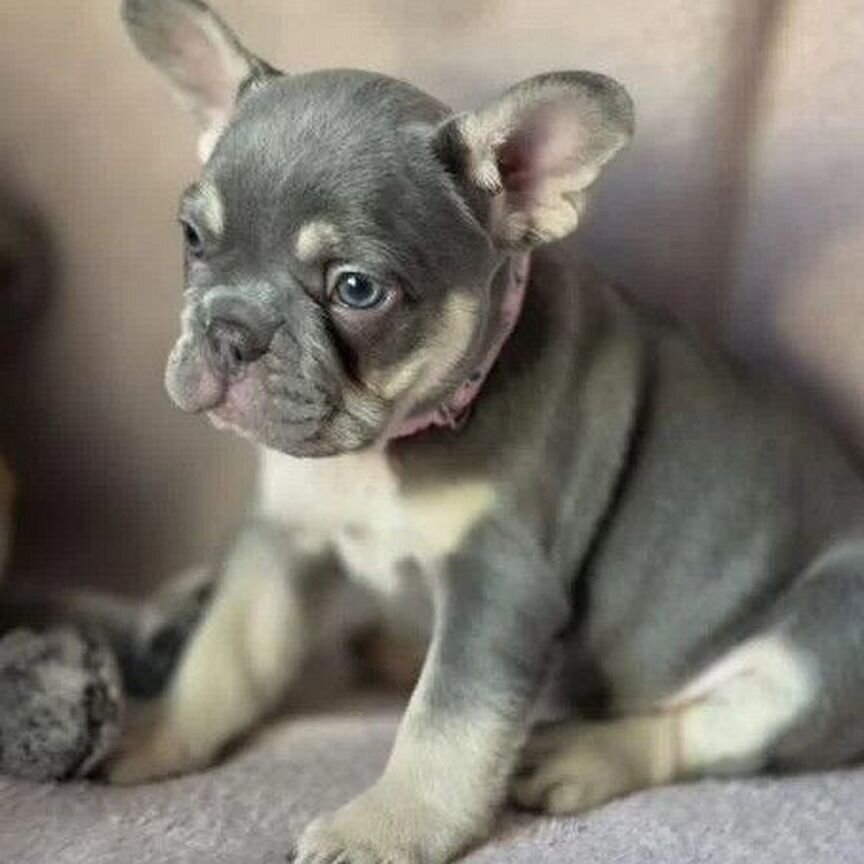Французский бульдог, щенок
