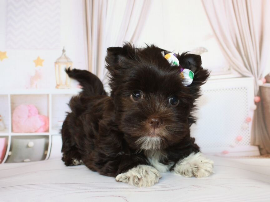 Шоколадный йорк девочка видео