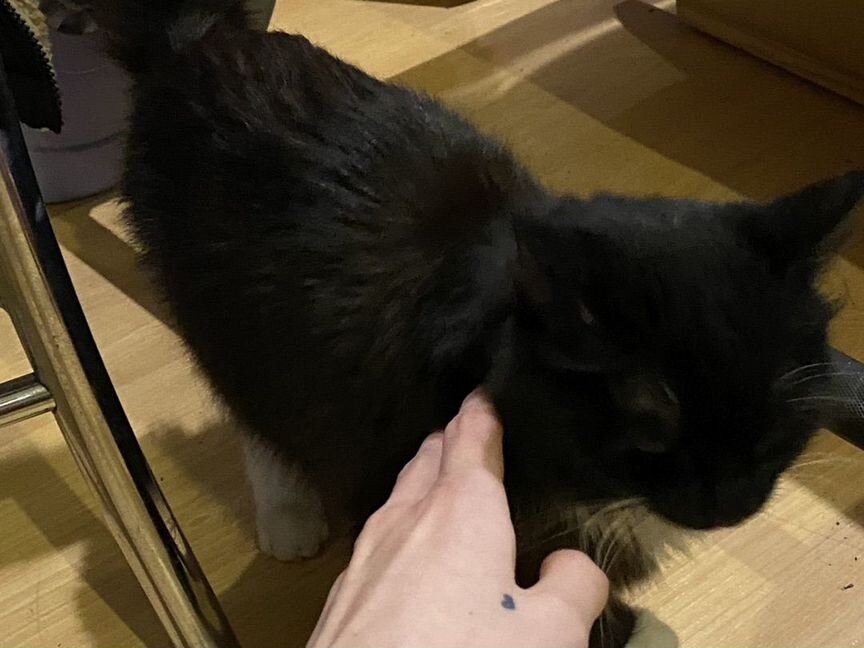 Кошка очень ласковая