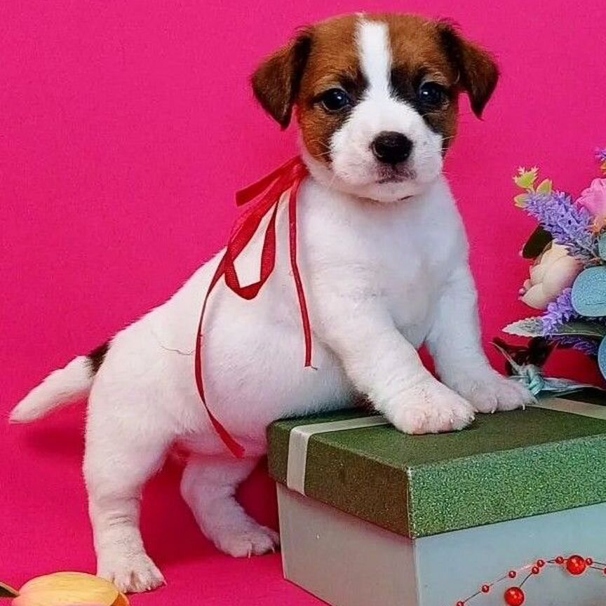 Джек-рассел-терьер, щенок