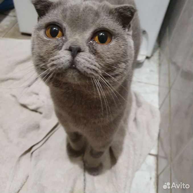 Кот британец в дар бесплатно